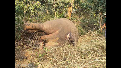 PTR tusker dies after fight | Ranchi News - The Times of India