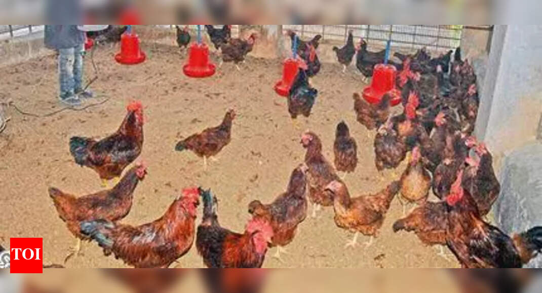 Bird flu in Ballari: Over 4,000 chickens die in a week | Hubballi News ...
