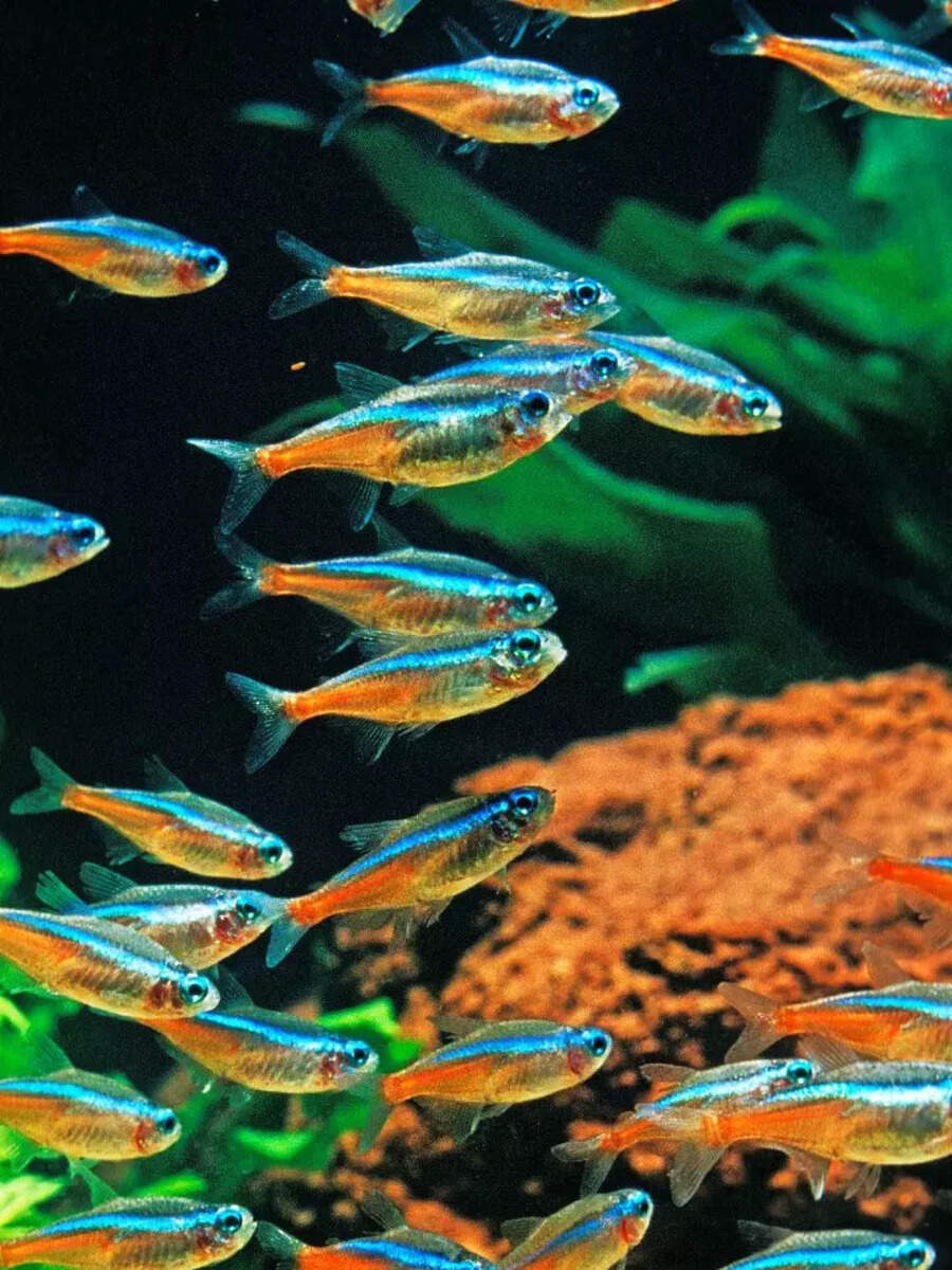 8 beautiful freshwater fish for beginners that should be kept in groups ...