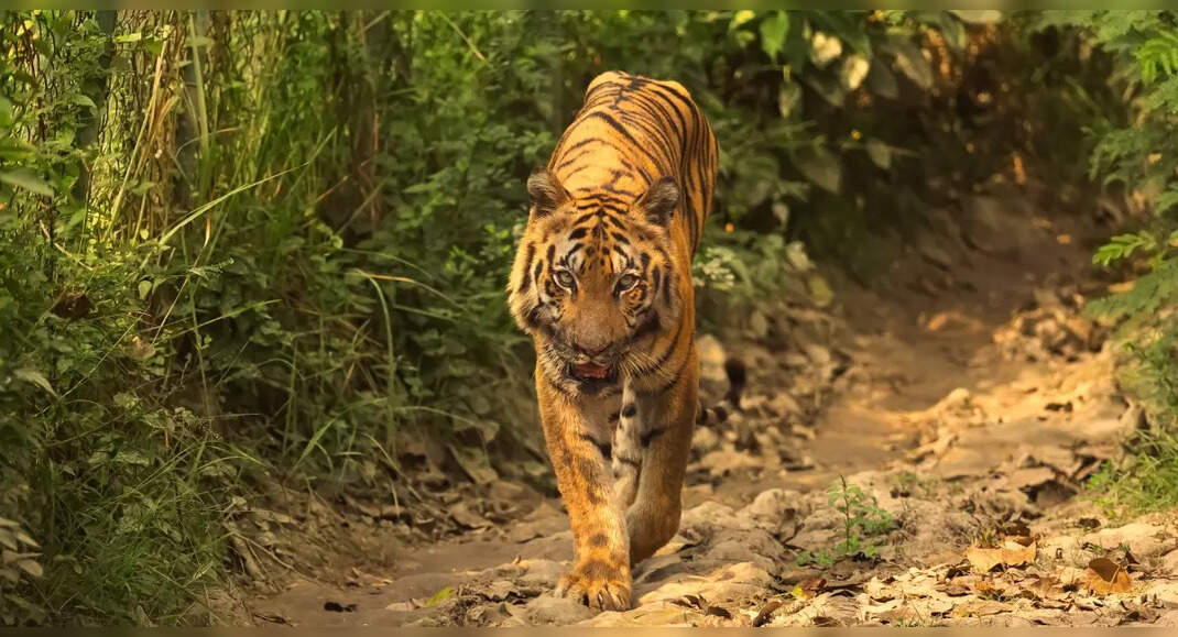 What's inside the smallest tiger reserve in India? | Times of India Travel