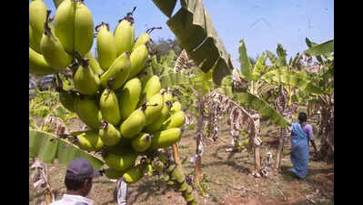 Nanjangud Rasabale is thriving: Its cultivation rises to 80 hectares ...