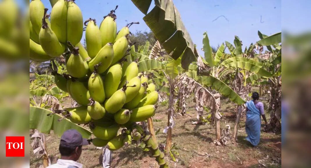 Nanjangud Rasabale is thriving: Its cultivation rises to 80 hectares ...