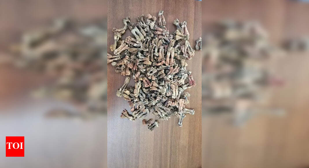 3 arrested for smuggling monitor lizards’ genitals | Pune News - The ...