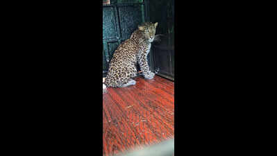 Veterinarian, RRT rescue leopard caught in snare | Kochi News - The Times of India