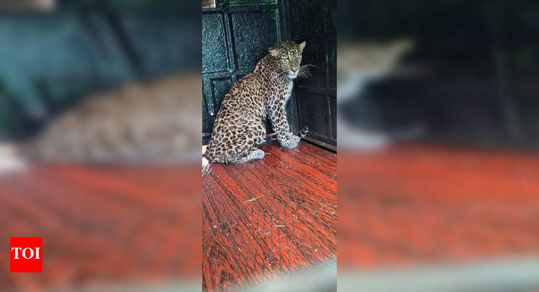 Veterinarian, RRT rescue leopard caught in snare | Kochi News - The Times of India