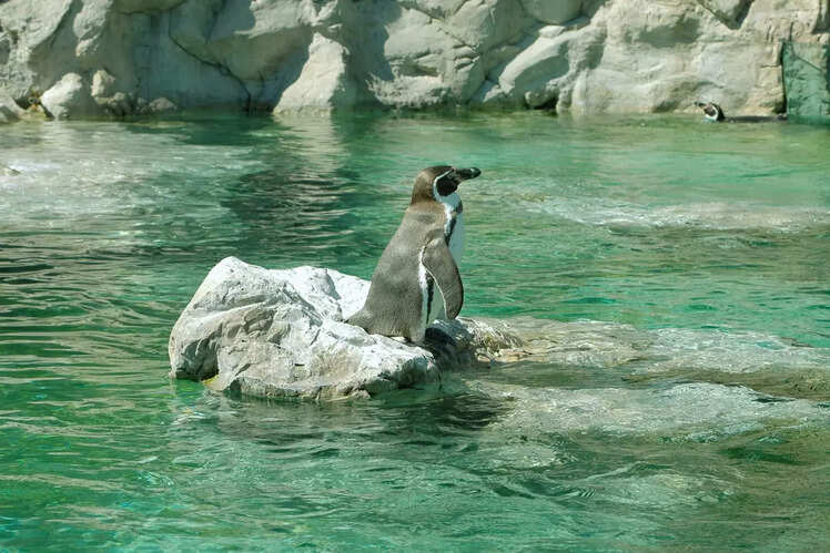 The world's most iconic zoos that combine conservation and adventure ...