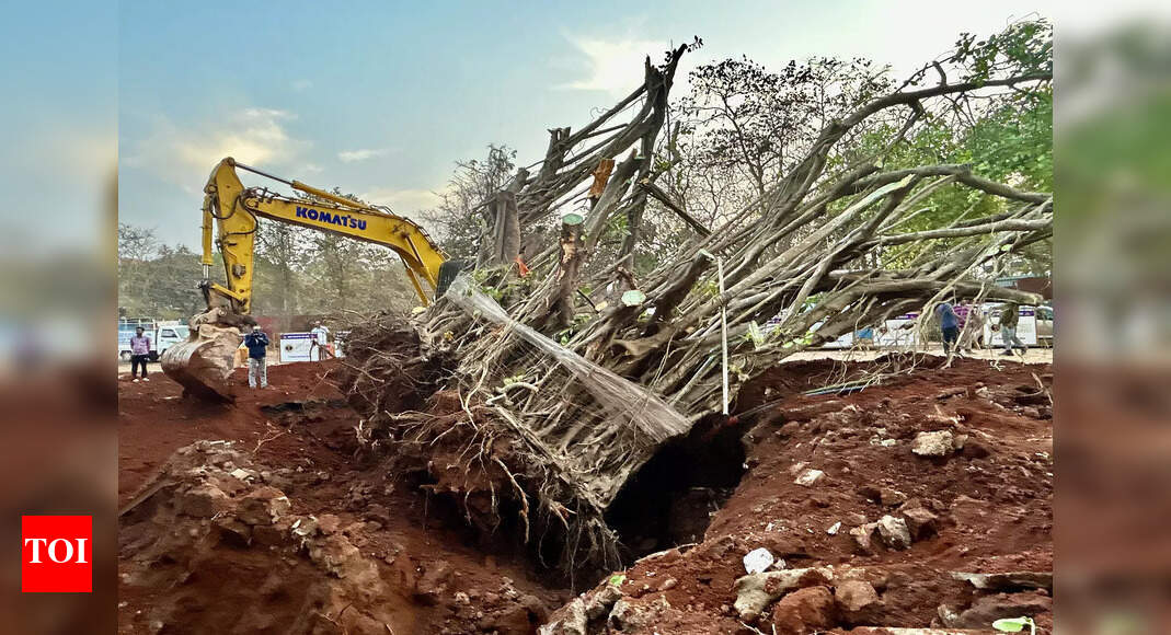 Idol, tree shifted, temple caretaker gave consent to move in SC: PWD ...