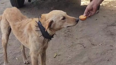 This ‘jugaad’ keeps village dogs safe from leopards in Gujarat ...