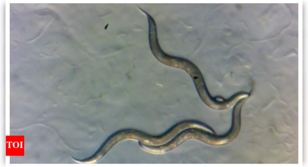 Worms living near the Chernobyl site have developed THIS super power ...