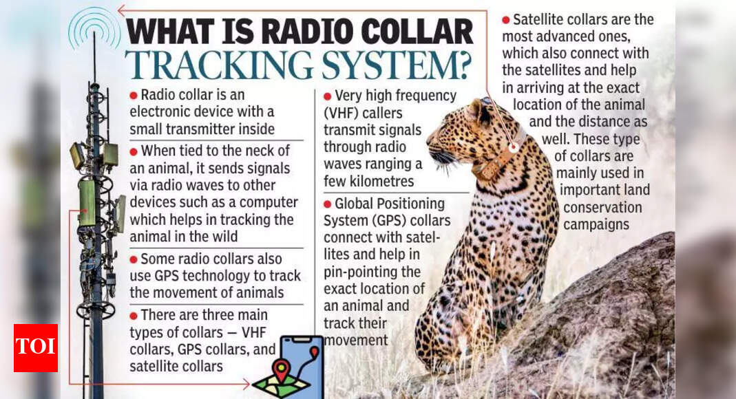 Tirumala Tirupati Devasthanams to use radio collars to track leopards ...