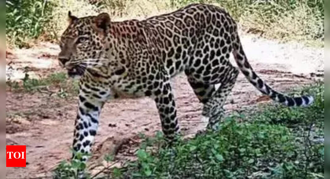 Leopard spotted near Galigopuram in Tirumala | Vijayawada News - The ...