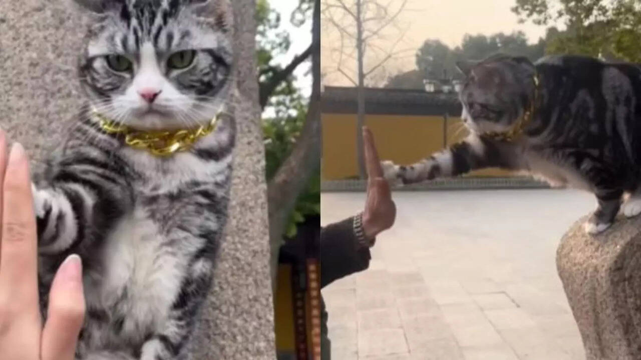 Adorable Temple Cat Gives 'Blessings' With High-Fives In Viral Video