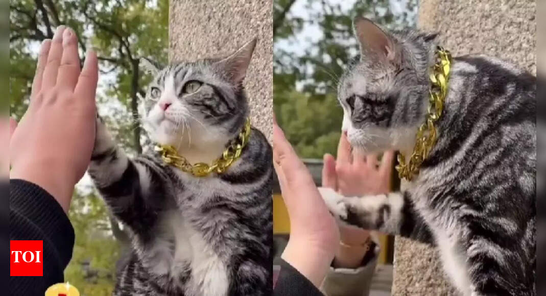 ‘Pawsitive Vibes Only!’: Chinese Temple cat ‘blesses’ visitors with ...