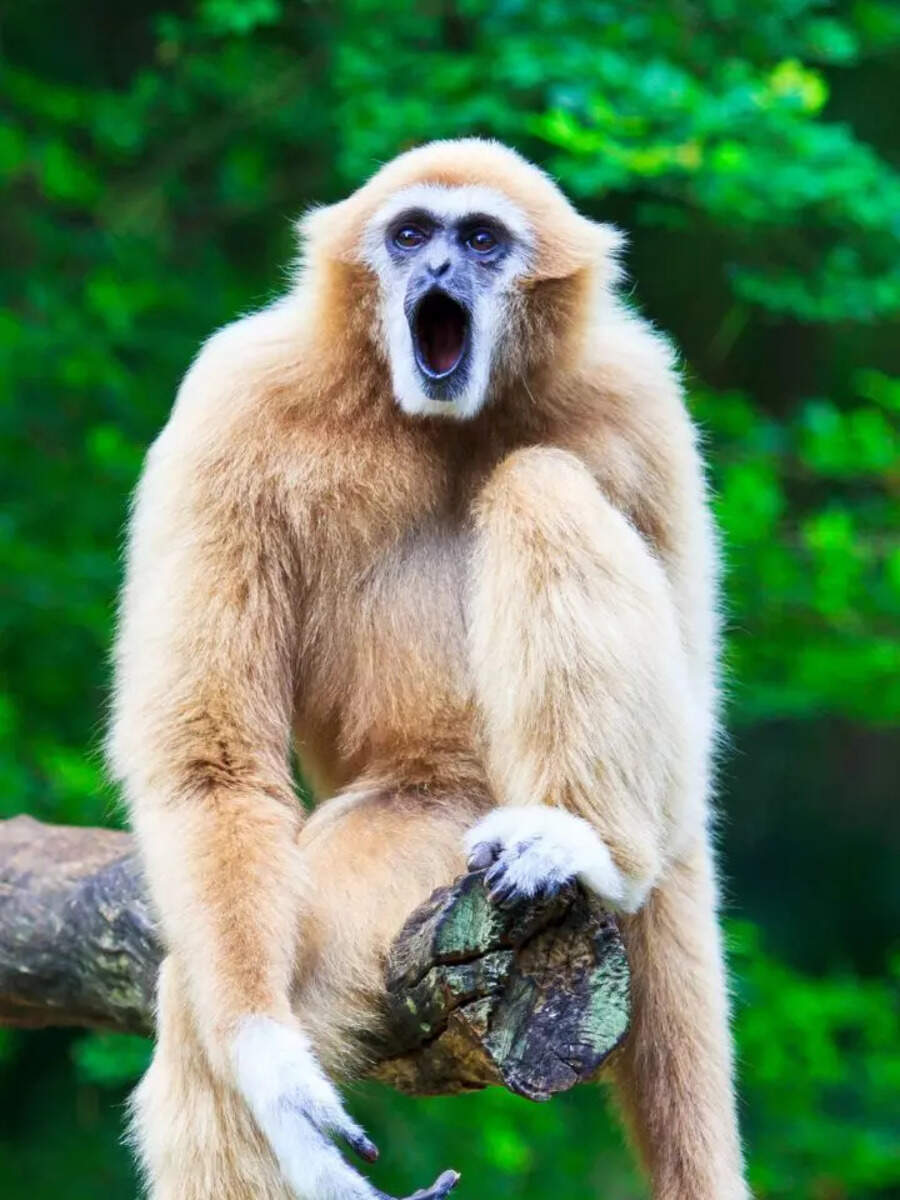 10 unique animals found only in Northeast India | Times of India