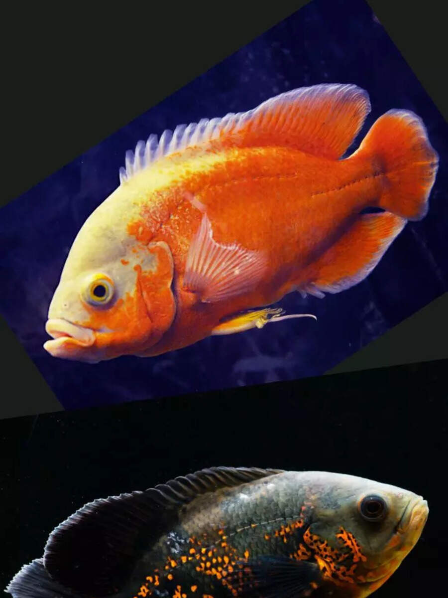 10 freshwater aquarium fishes that grow so huge, they should be kept in ...