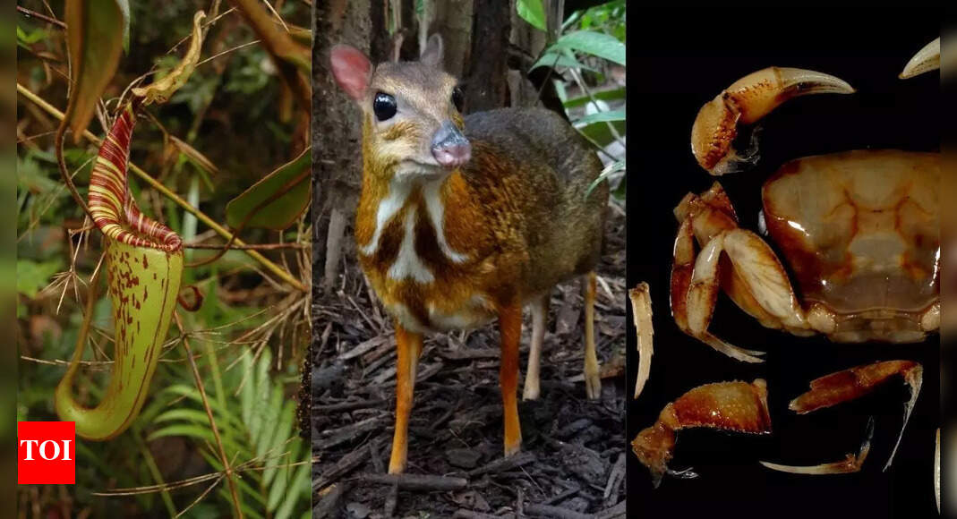 8 rediscovered animals once thought to be extinct | - The Times of India