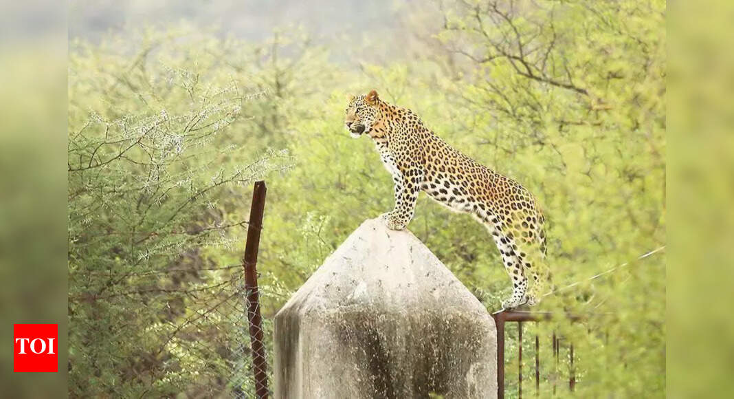 Leopard rescued from Army fencing near Udaipur’s Pichola Lake | Jaipur News - The Times of India