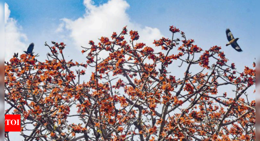 Strong winds blow away bad air, gift Delhi best AQI since Sept | Delhi ...