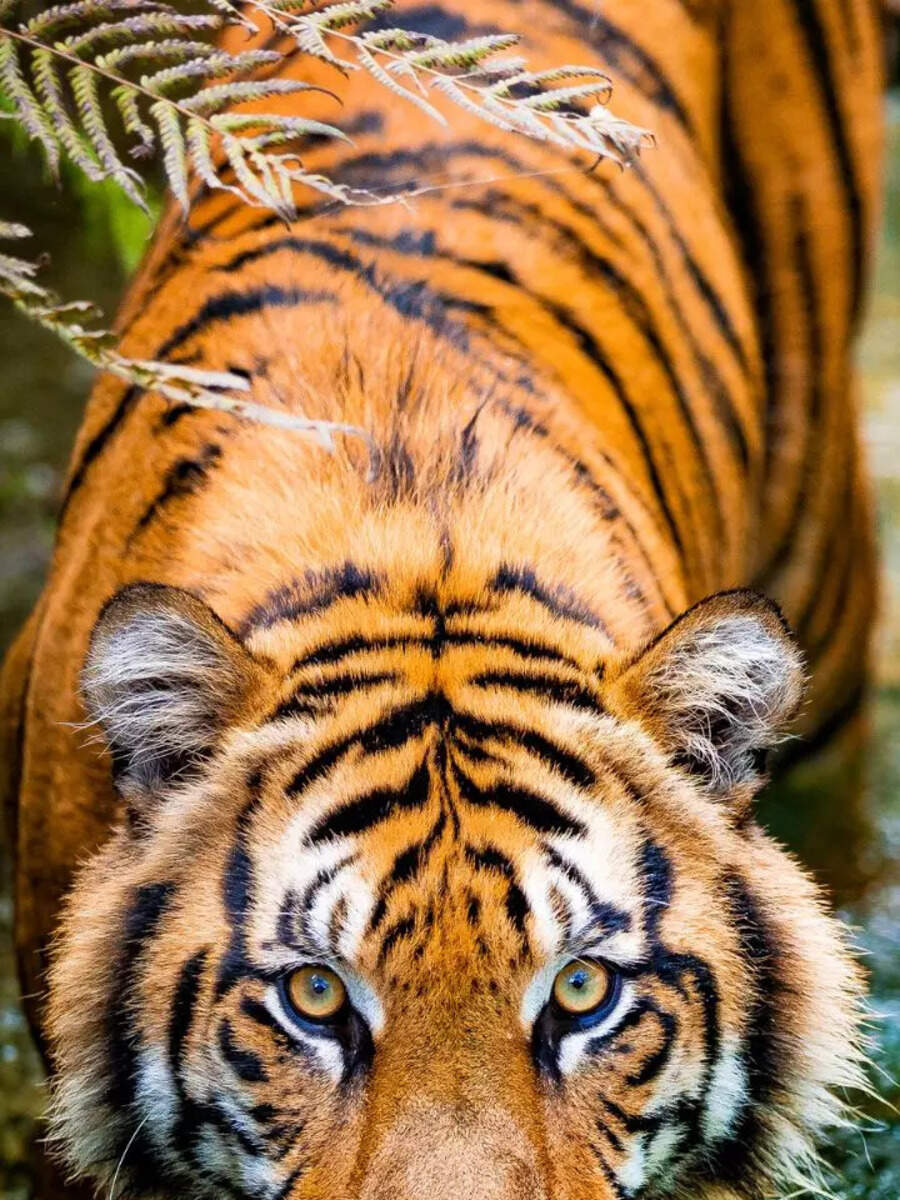 From being born blind to an antiseptic saliva: 10 fascinating facts ...