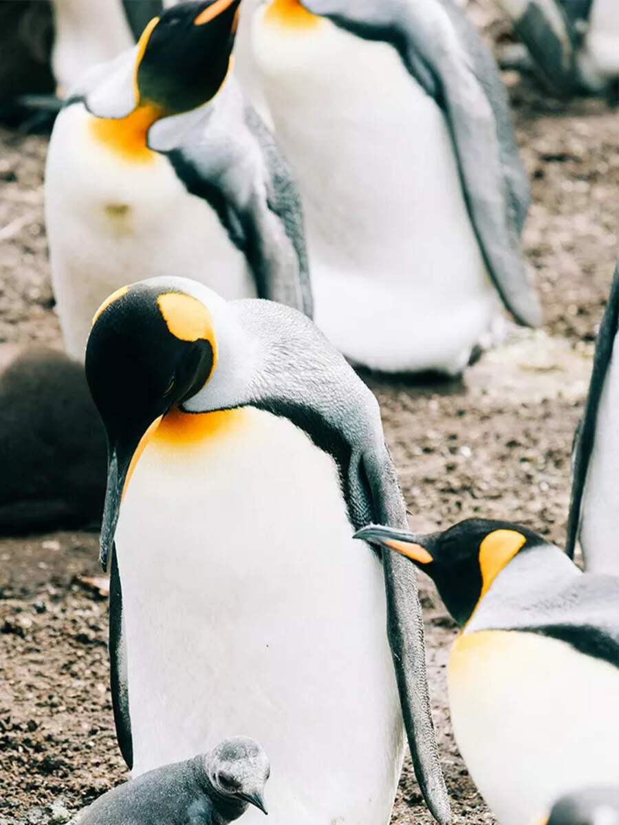10 highly intelligent marine animals | Times of India