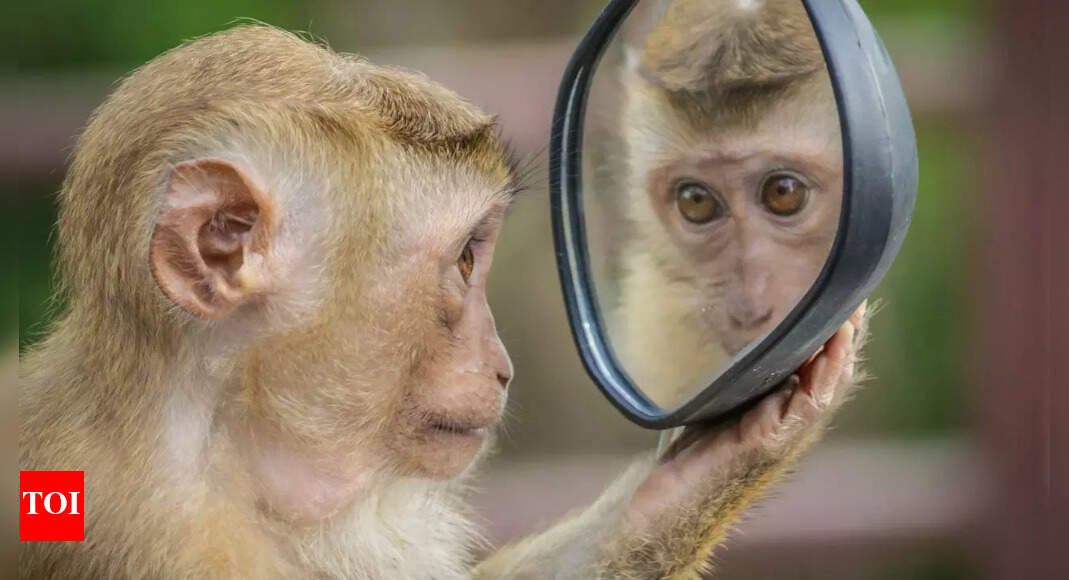 Watch: Wild monkey has become a self appointed traffic police - The ...