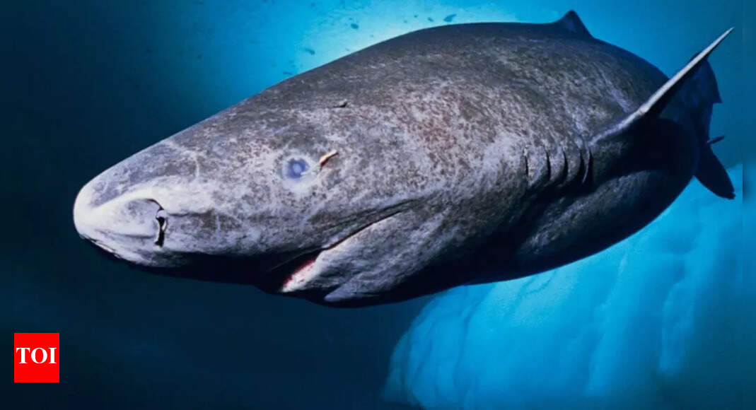 Greenland sharks can live for 400 years without developing cancer; here ...