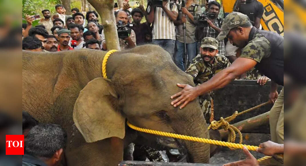 Wild elephant calf chewed on firecracker, probe begins | Kozhikode News ...