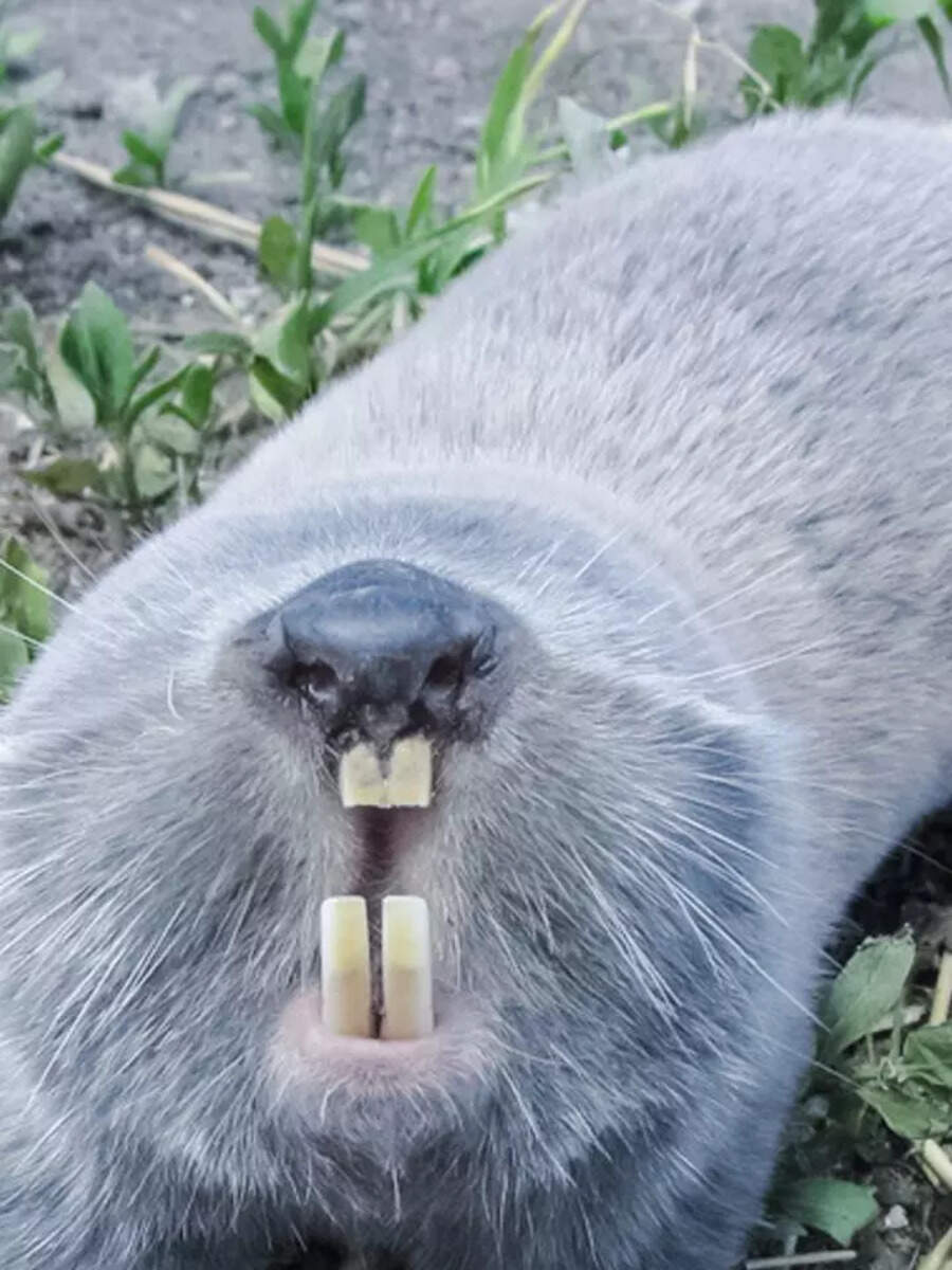 10 animals that spend their life underground | Times of India