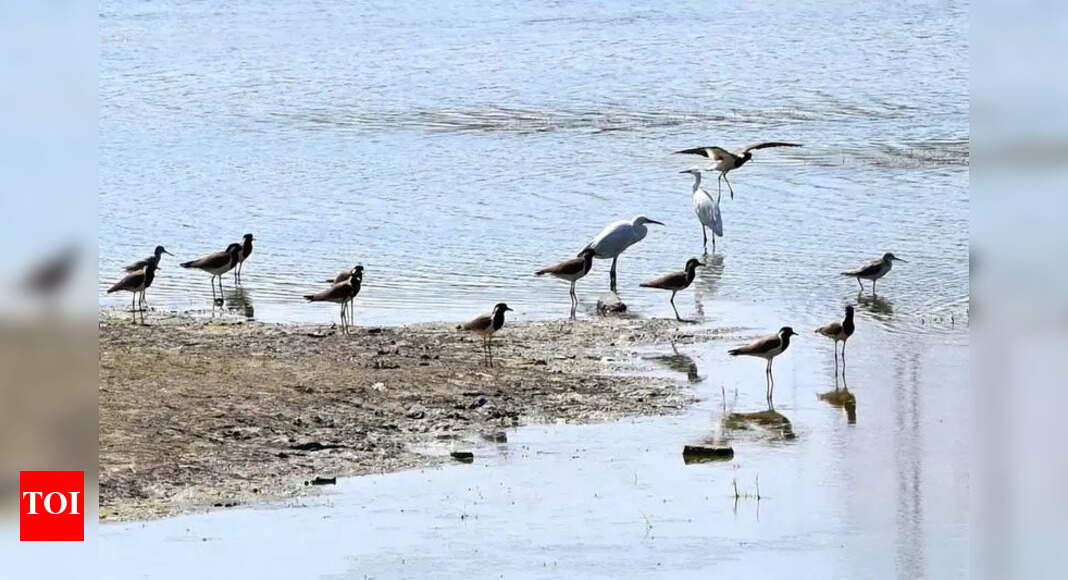 Yamuna riverfront, bird sanctuaries to boost Prayagraj tourism ...