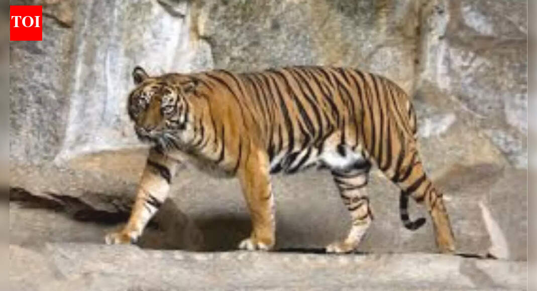 Sumatran tiger is the world’s ‘rarest’ tiger: Know its traits and ...