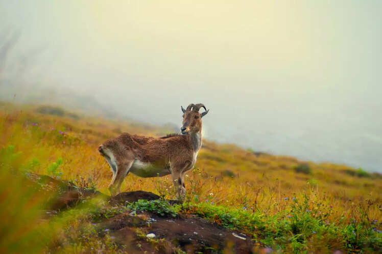 A quick guide to India’s most scenic biosphere reserves | Times of ...