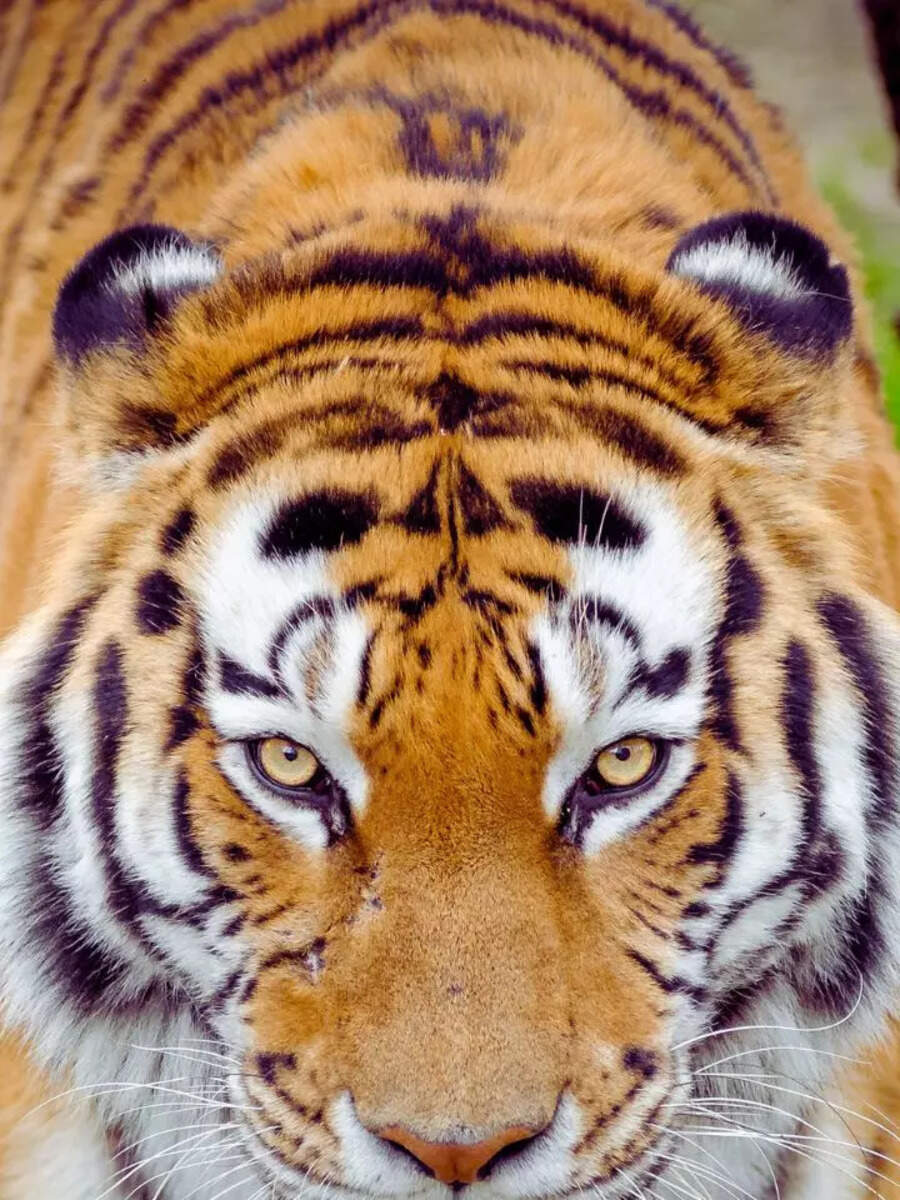7 big cats and where to spot them in the world | Times of India