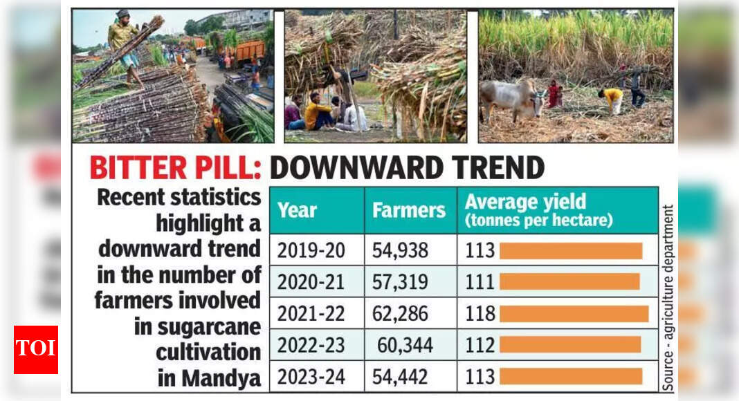 Cane yield hit due to land fragmentation: Report | Mysuru News - Times ...