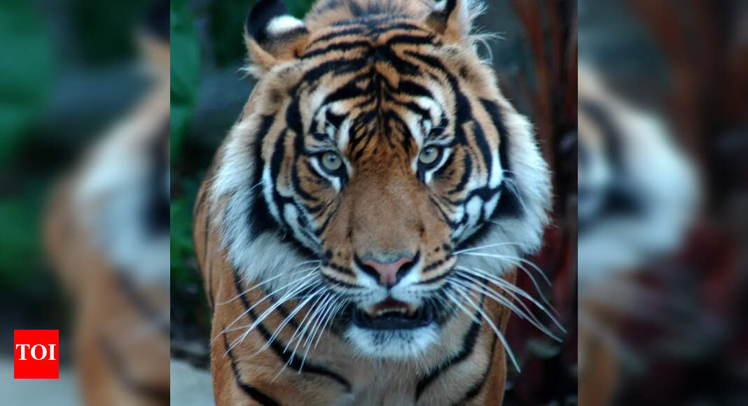 Woman killed in big cat attack in village near Kalagarh Tiger Reserve ...