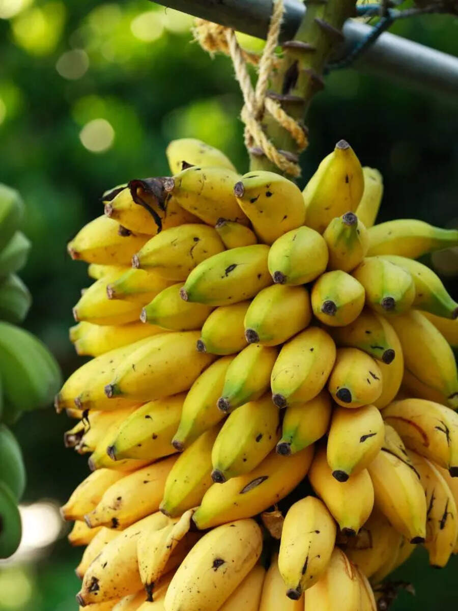 9 ways to add bananas to the morning routine | Times of India