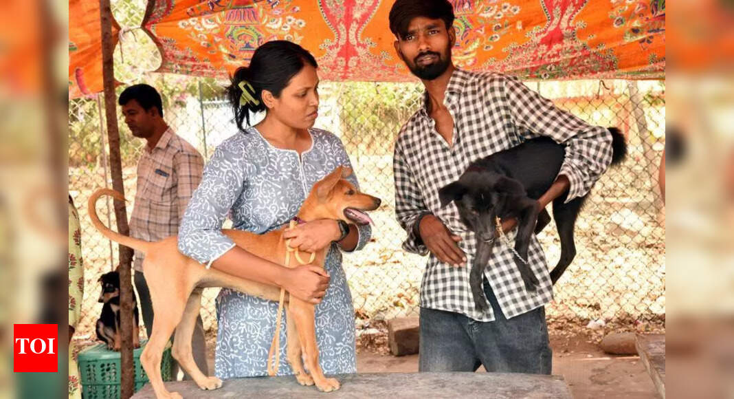 Rescue initiative saves, re-homes strays | Hyderabad News - Times of India