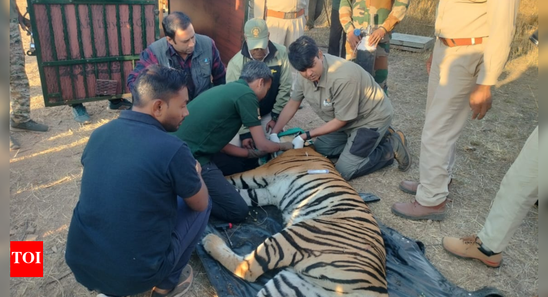 Tigress P-234 from Panna Tiger Reserve transferred to Madhav National ...