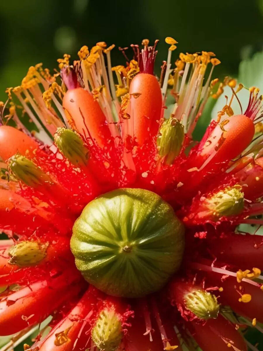 10 flowers and fruits that explode like bombs ( almost!) | Times of India