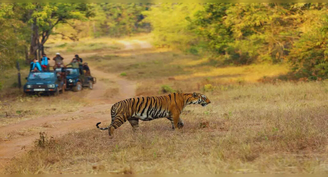 The ultimate tiger safari circuit: Top 9 parks in India for maximum ...