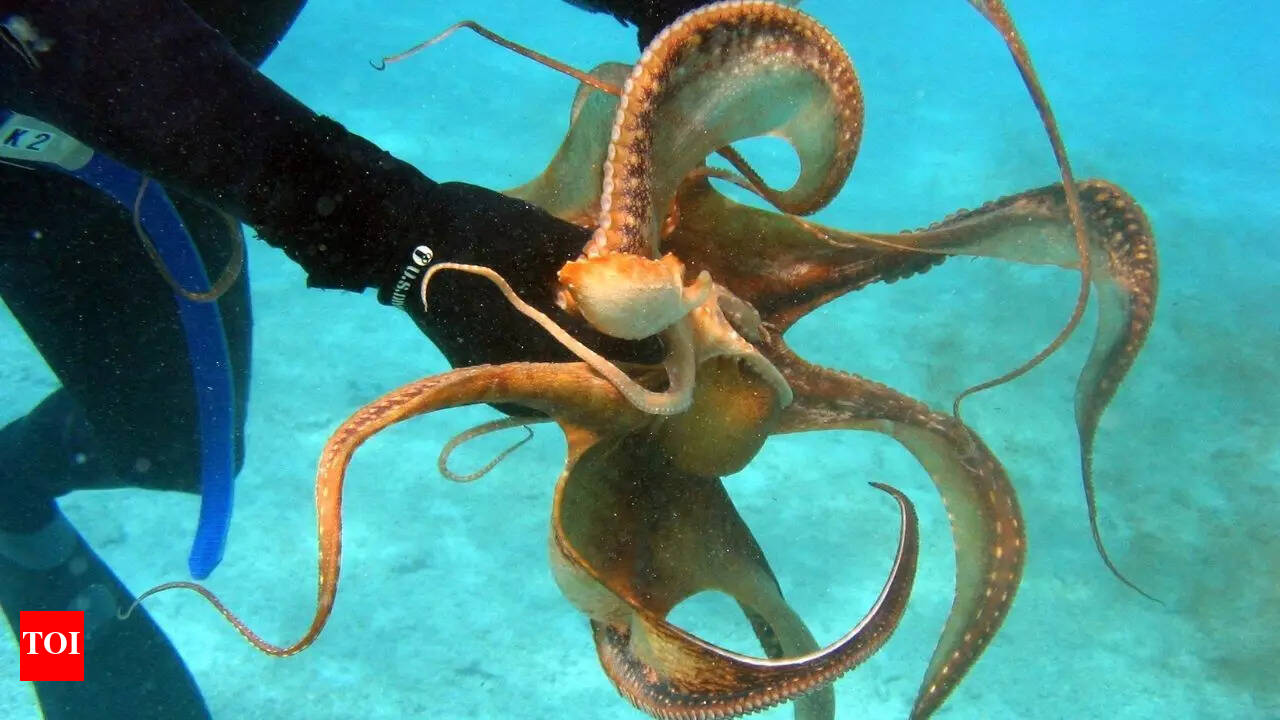 Octopus Attacking Human A Woman Placed An Octopus On Her Face For A