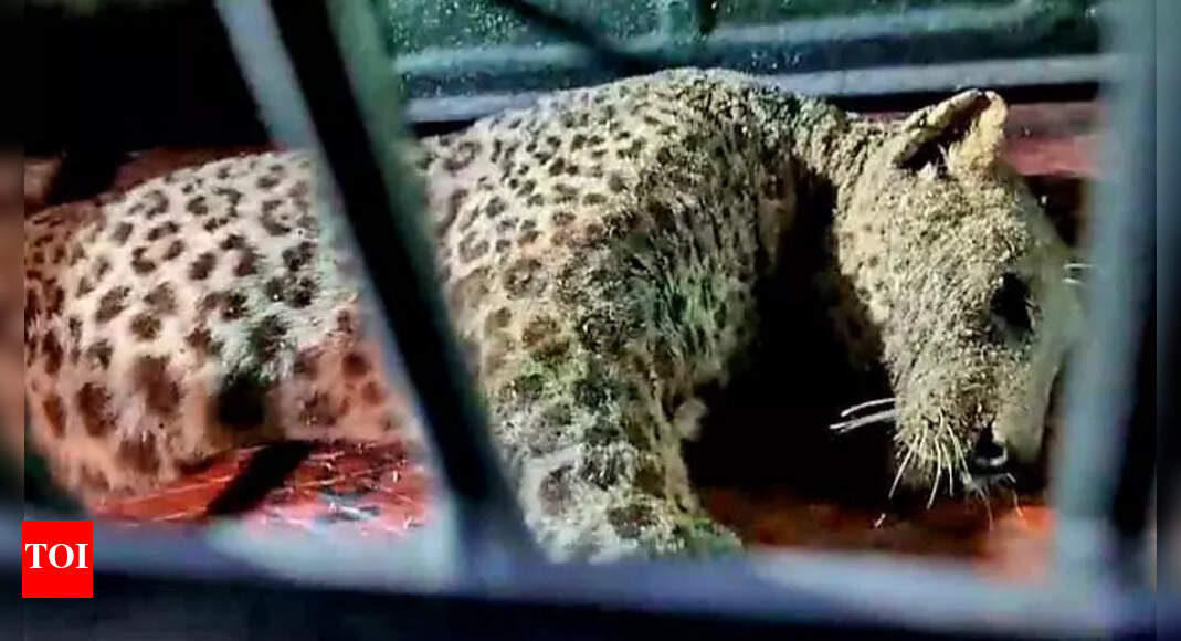 Leopard dies nearly an hour after being captured in Coimbatore | Coimbatore News - Times of India