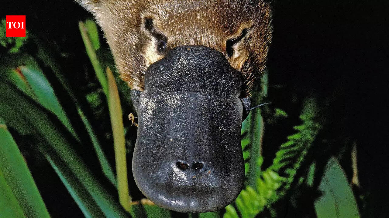 8 of the world’s oldest creatures and how they’ve survived for millions ...