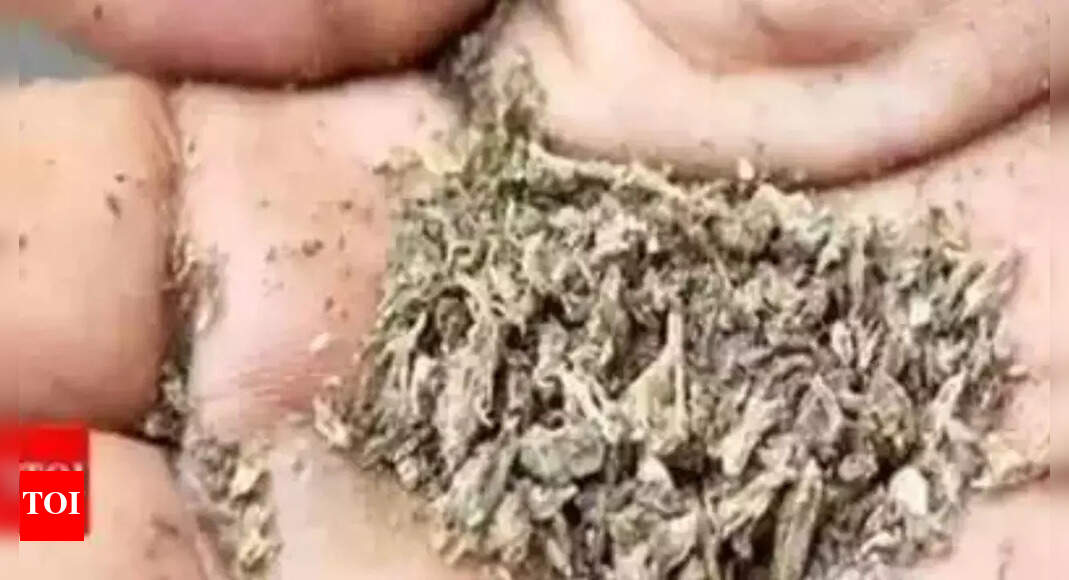 2 kg of ganja seized from Polytechnic College hostel in Kochi - The ...