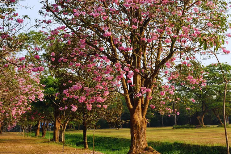 From cherry blossoms to gulmohar: India’s most stunning blooming trees ...