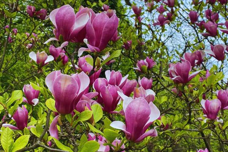 From cherry blossoms to gulmohar: India’s most stunning blooming trees ...