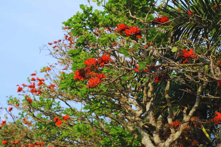 From cherry blossoms to gulmohar: India’s most stunning blooming trees ...