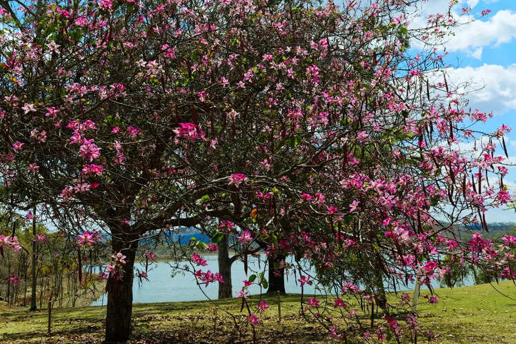 From cherry blossoms to gulmohar: India’s most stunning blooming trees ...
