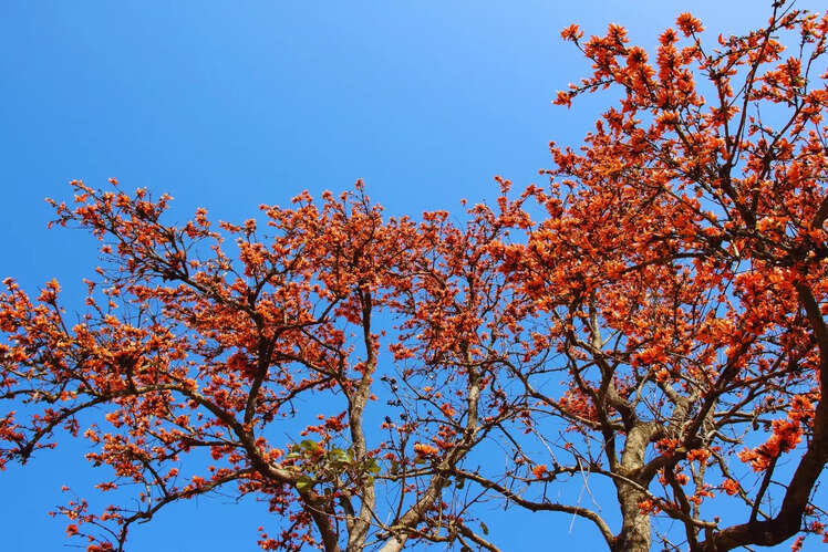 From cherry blossoms to gulmohar: India’s most stunning blooming trees ...