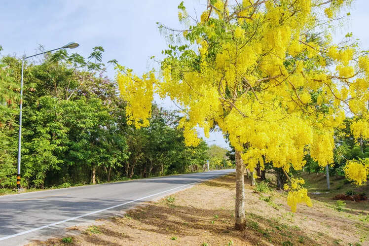 From cherry blossoms to gulmohar: India’s most stunning blooming trees ...