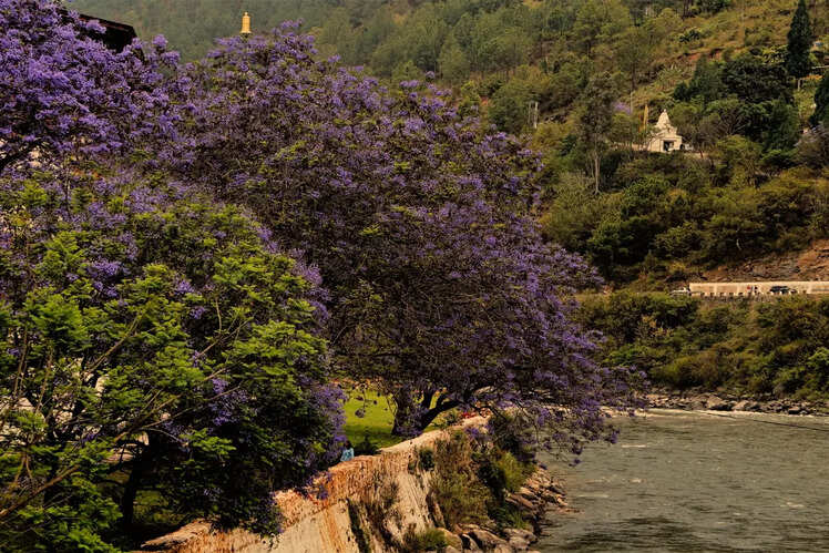 From cherry blossoms to gulmohar: India’s most stunning blooming trees ...